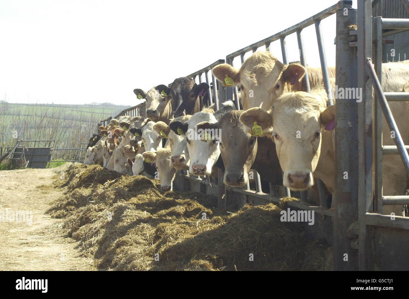 Foot and mouth thomas everard hi-res stock photography and images - Alamy