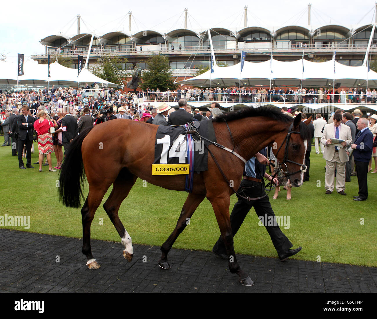 Goodwood racing horse hi-res stock photography and images - Alamy