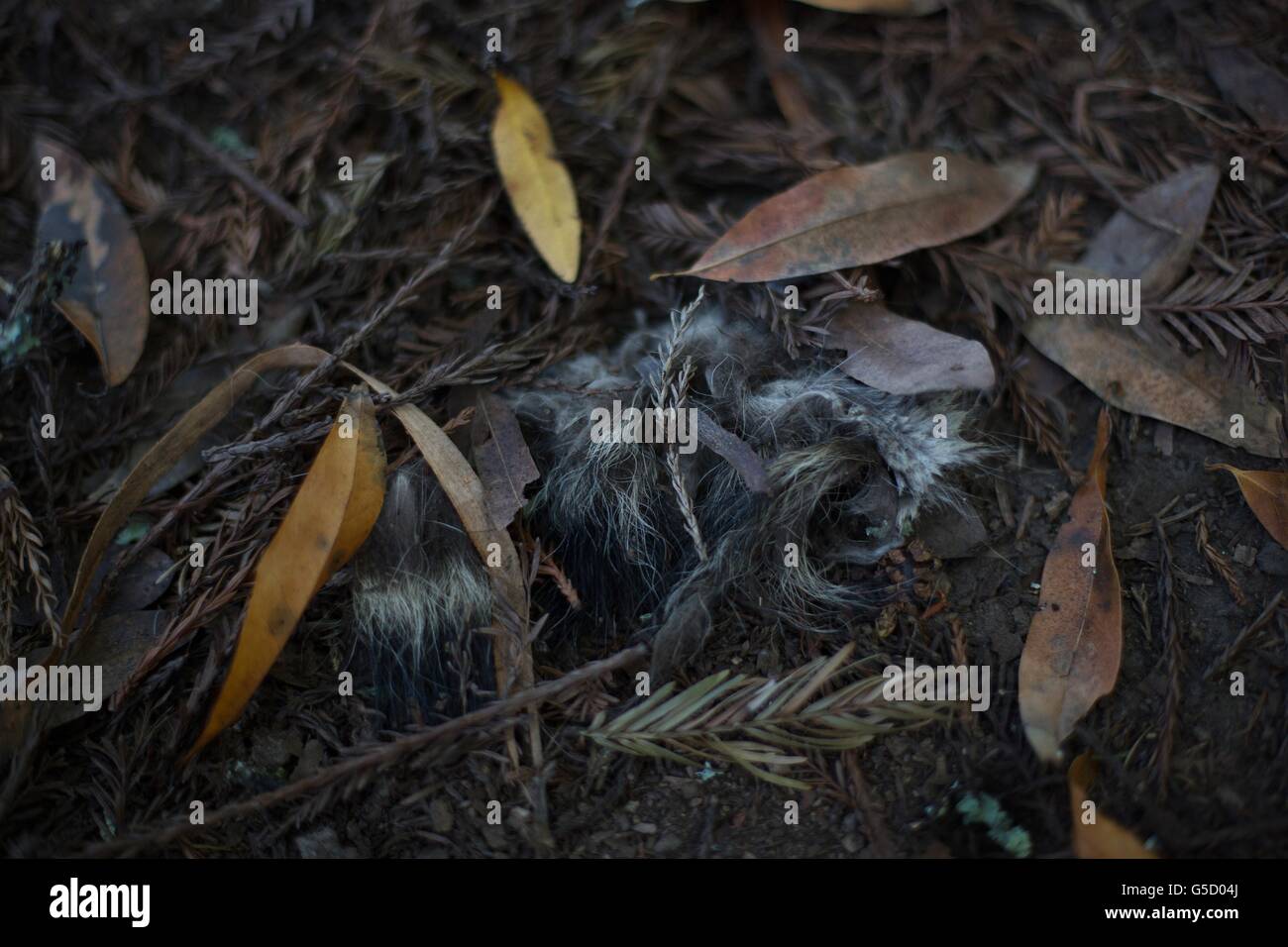 A piece of animal fur on a forest floor with leaves and twigs Stock ...