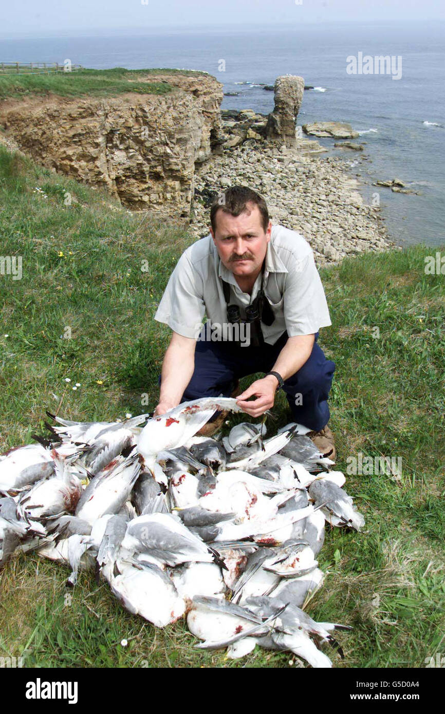 Crime cruelty dead birds hi-res stock photography and images - Alamy