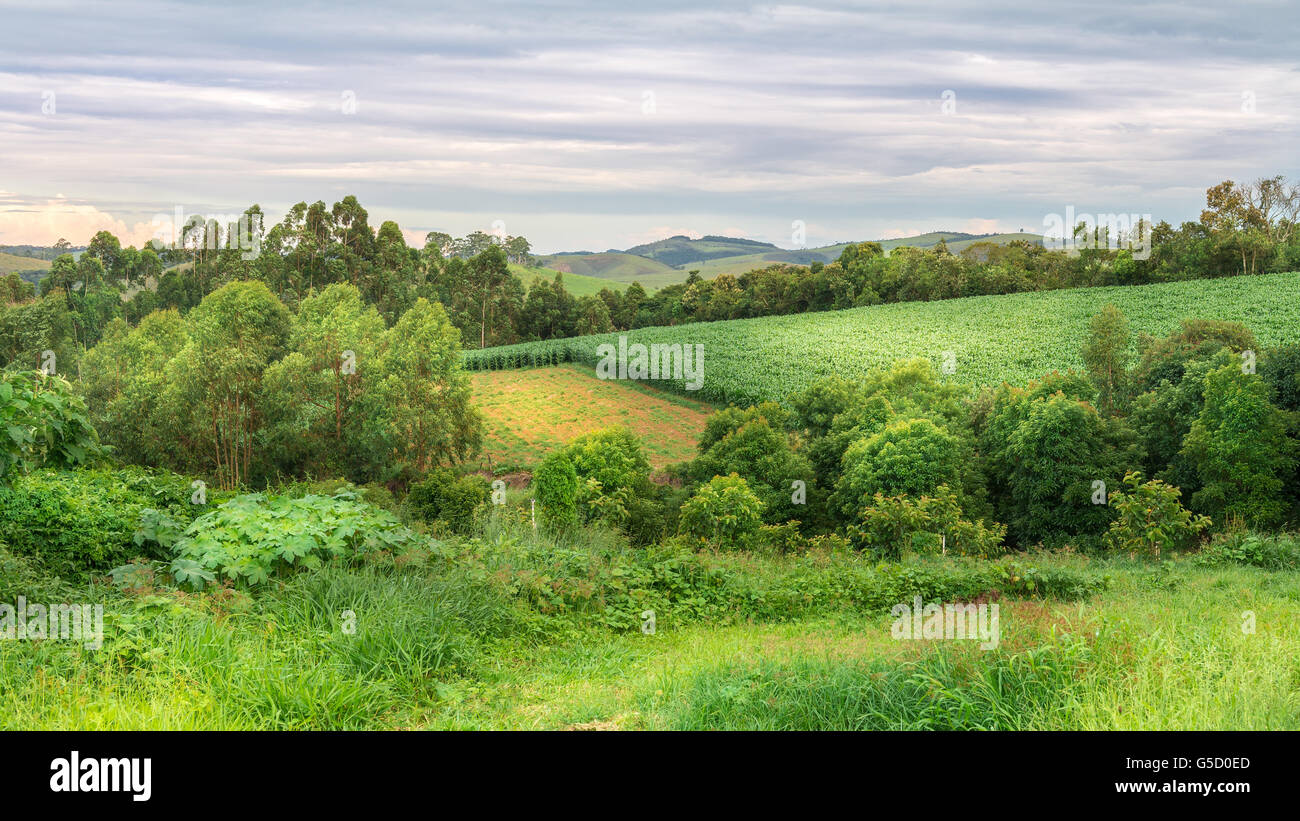 Brazil agriculture landscape hi-res stock photography and images - Alamy