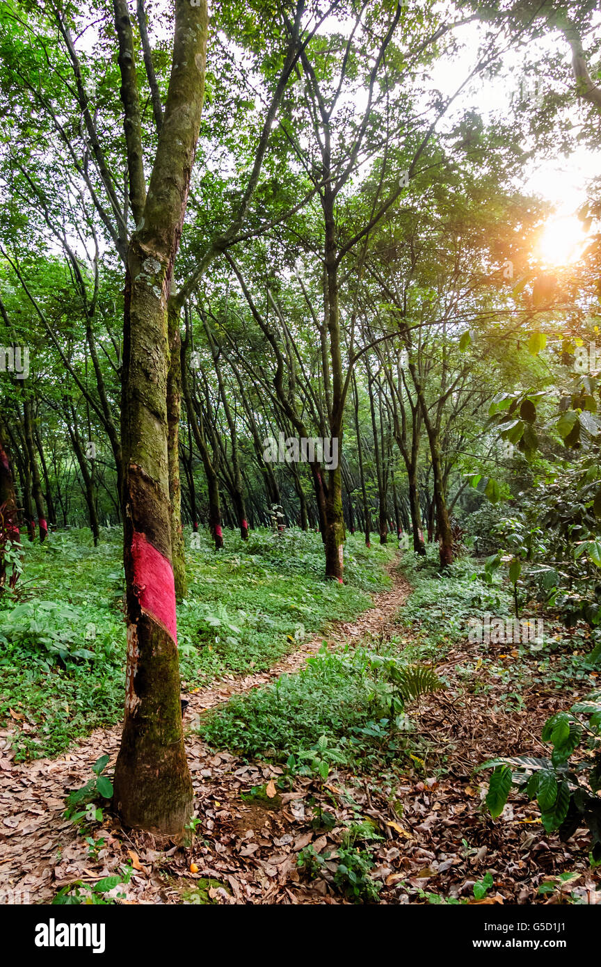 National tree of guatemala hi-res stock photography and images - Alamy