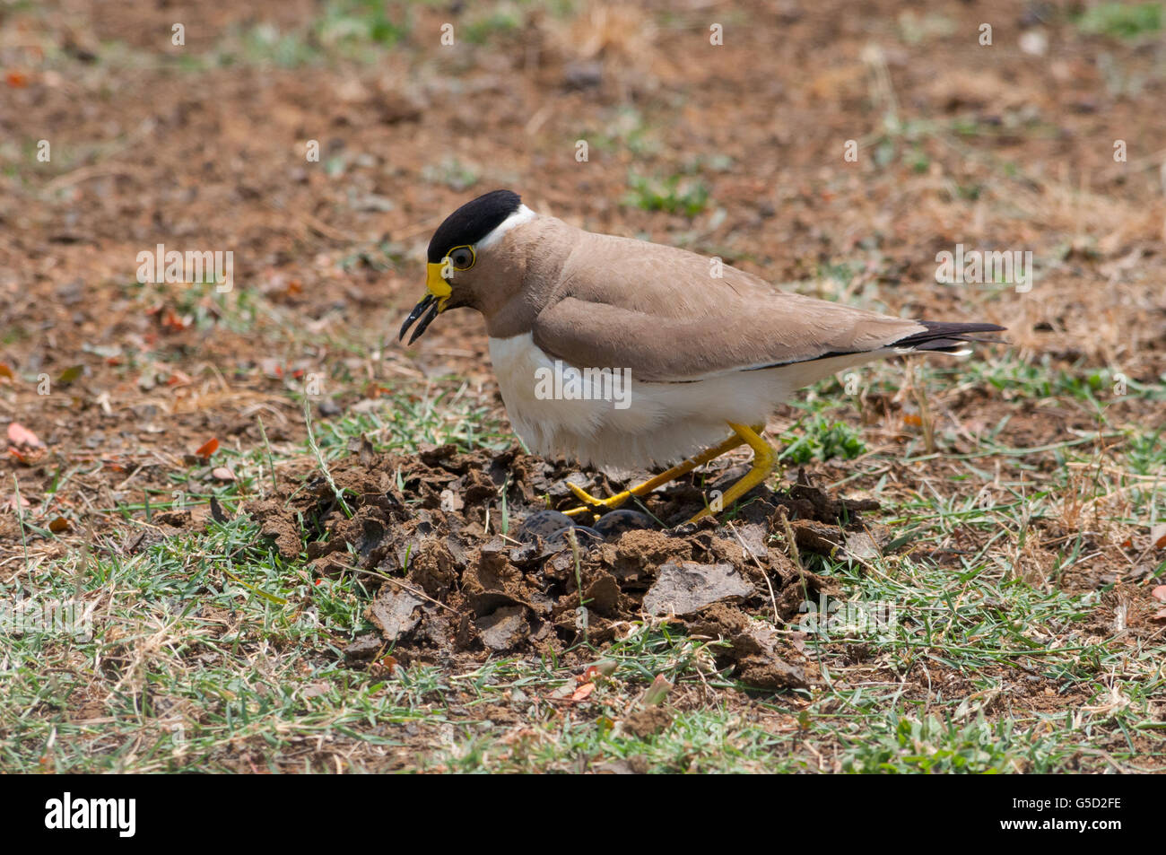 Yellow-wattled Lapwing (Vanellus malabaricus Stock Photo - Alamy