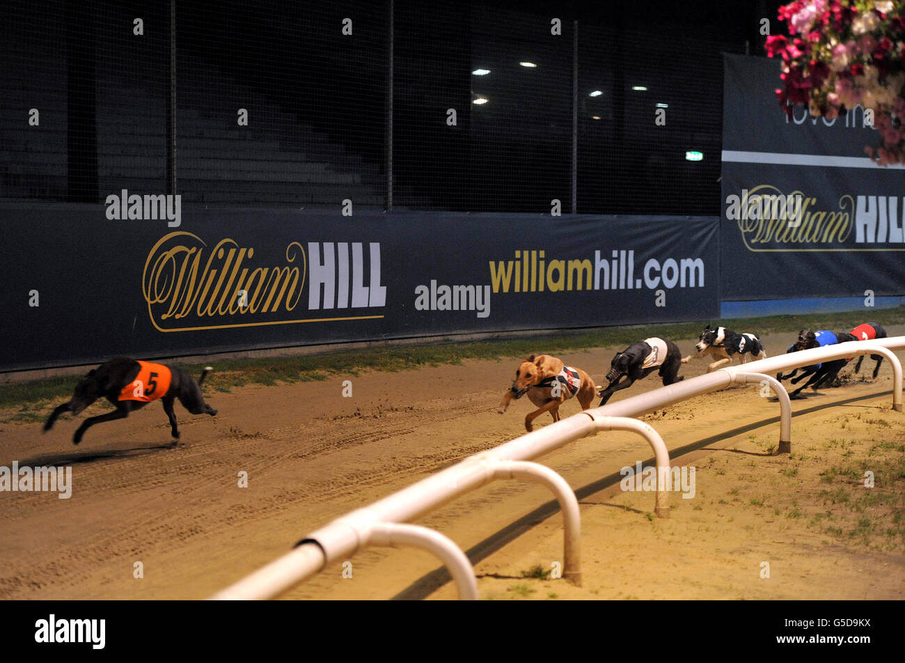 Greyhound during the puppy derby final at wimbledon greyhound stadium ...