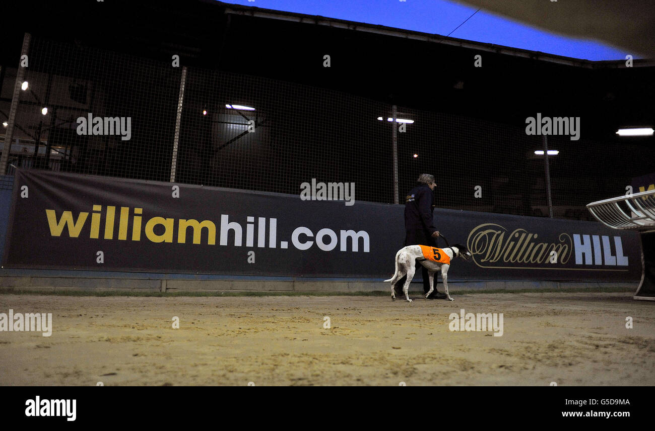 Greyhound lead starting traps puppy derby final wimbledon greyhound ...