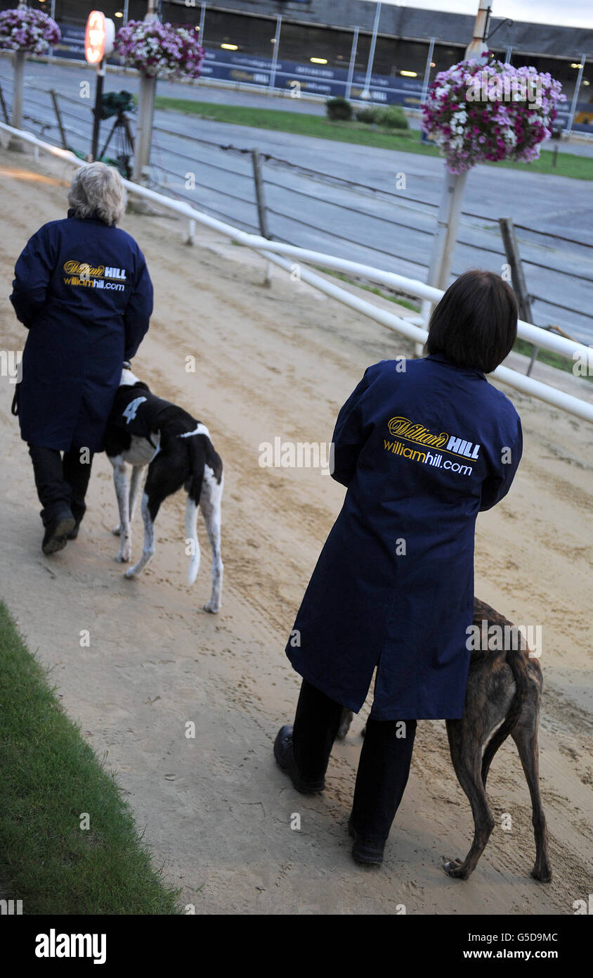 Greyhound lead starting traps puppy derby final wimbledon greyhound ...