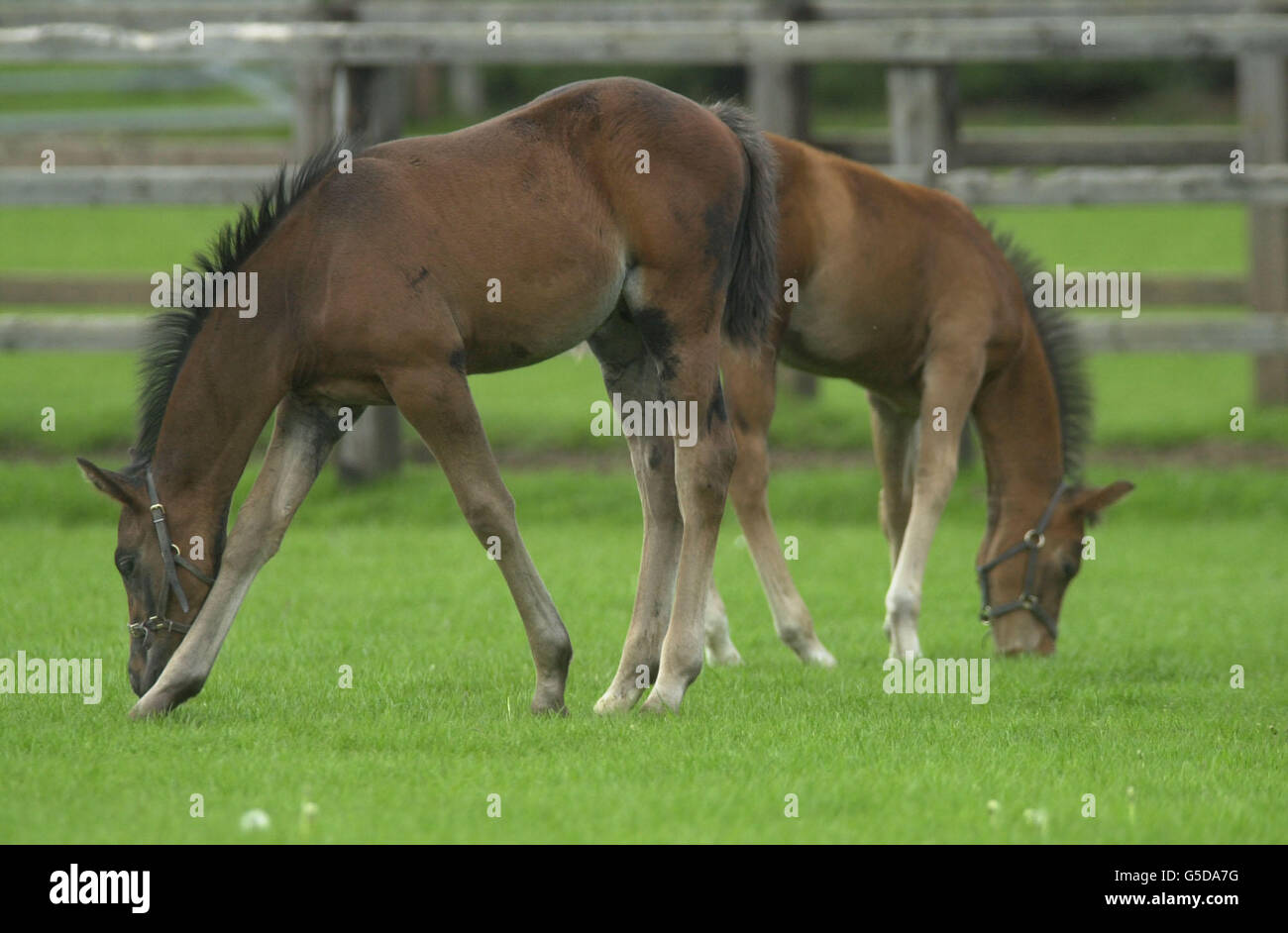 Icsi hi-res stock photography and images - Alamy