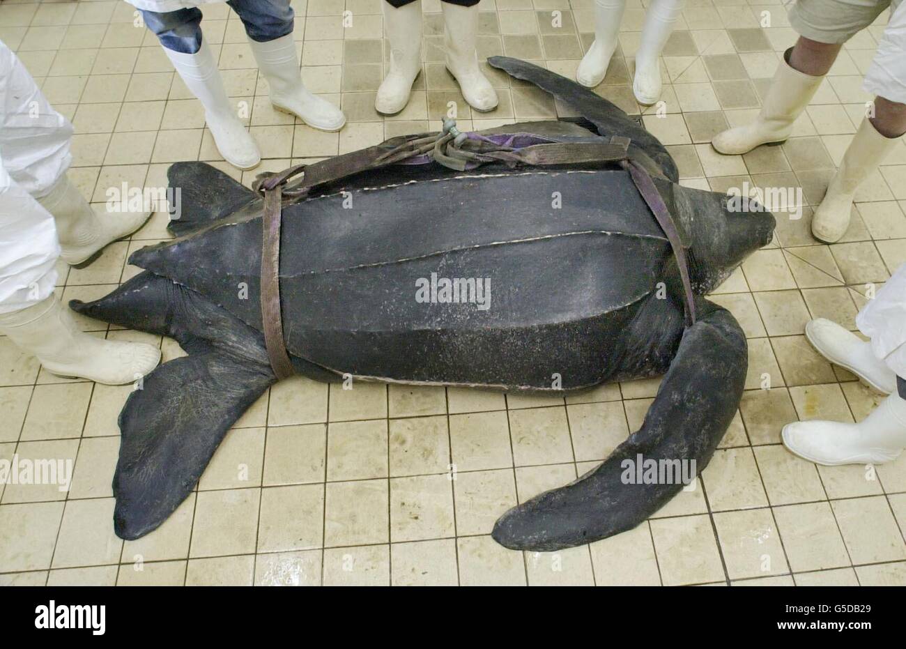 Leatherback Turtle - London Zoo. Veterinary pathologists stand beside ...
