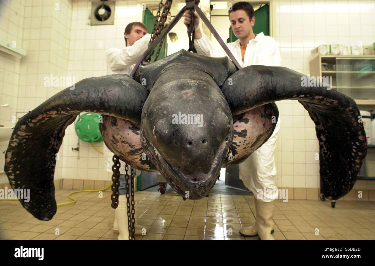 Examine the carcass of an adult male leatherback turtle hi-res stock ...