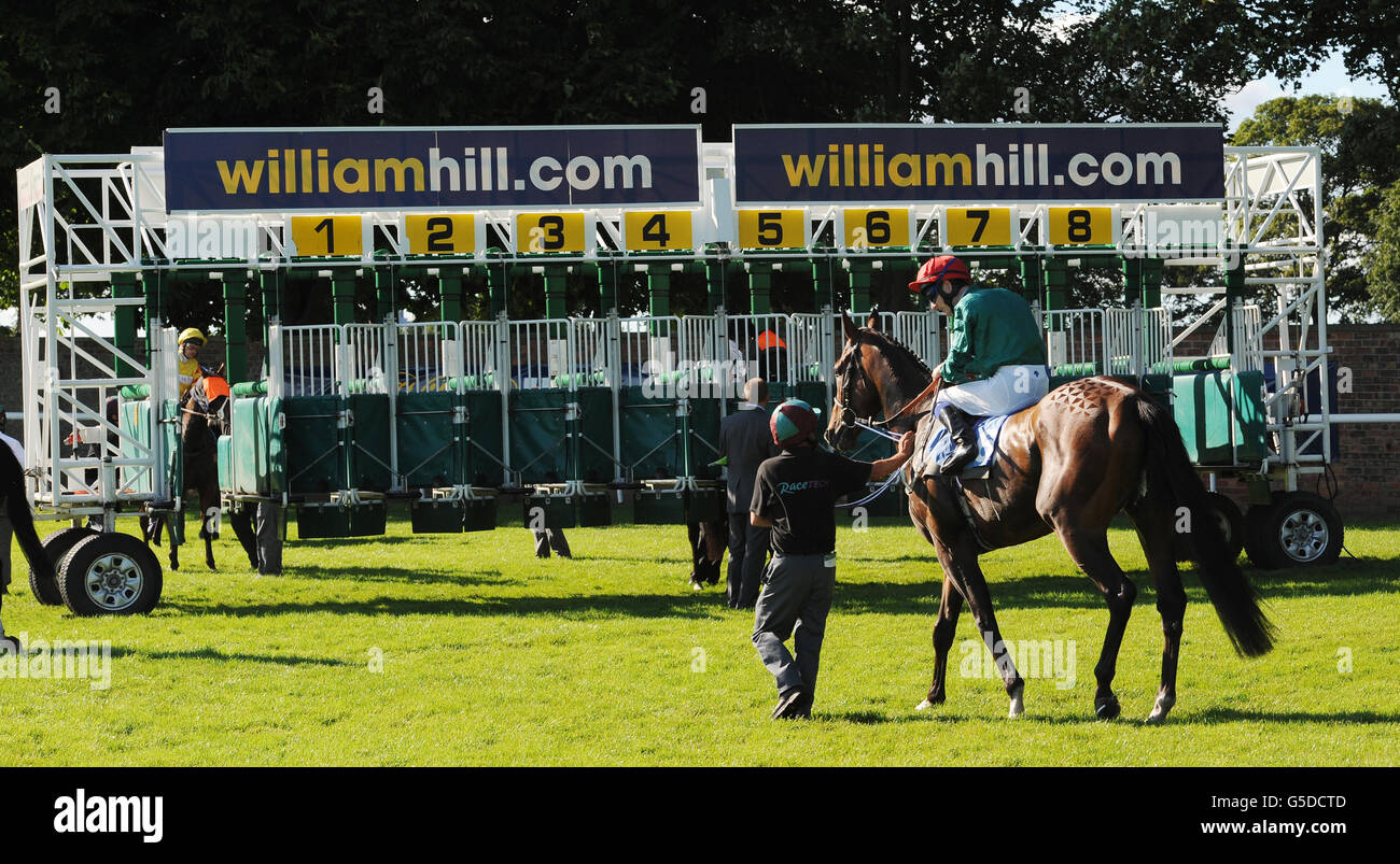 A horse is led to the stalls at ripon racecourse hi-res stock ...