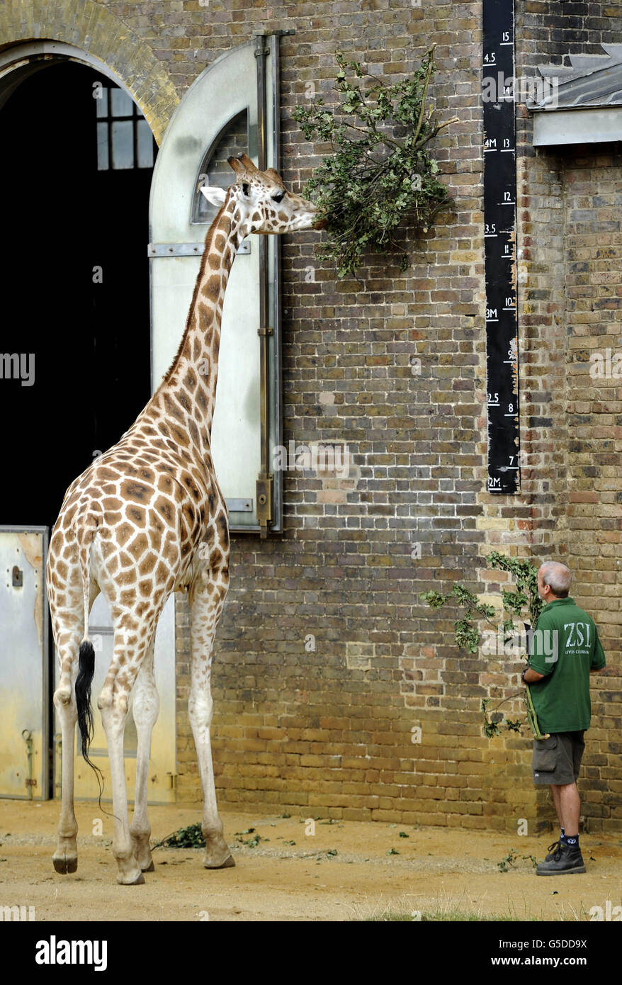 A giraffe is measured as part of London Zoo's annual audit to monitor ...