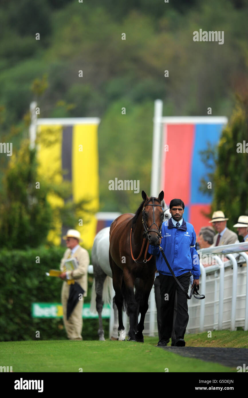 Horses led around the parade ring at Goodwood Racecourse Stock Photo ...