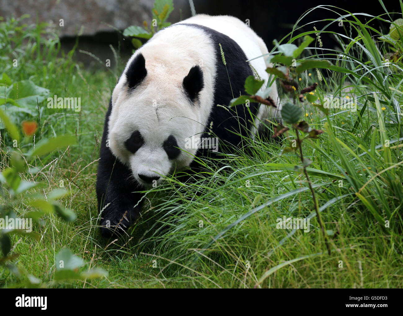 Tian Tian the panda Stock Photo - Alamy