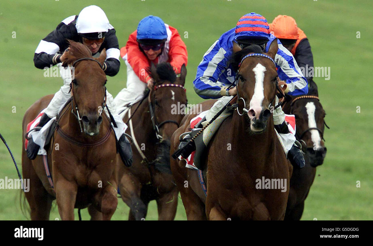 Newmarket Racing Hills Stock Photo - Alamy