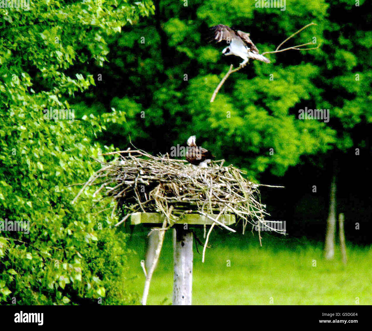 Ospreys scotland nest hi-res stock photography and images - Alamy