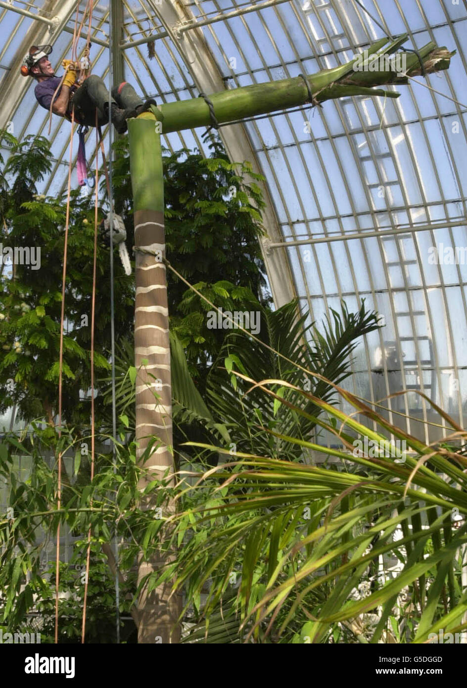 A member of kew gardens tree gang hi-res stock photography and images ...