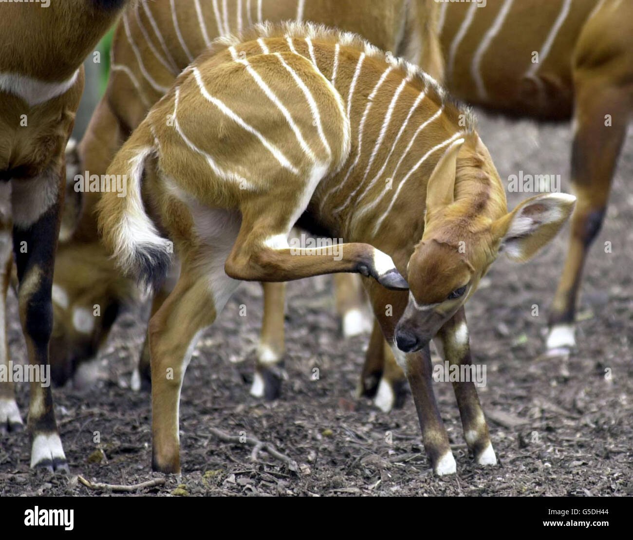 London Zoo 'Bongo' Antelope Stock Photo - Alamy