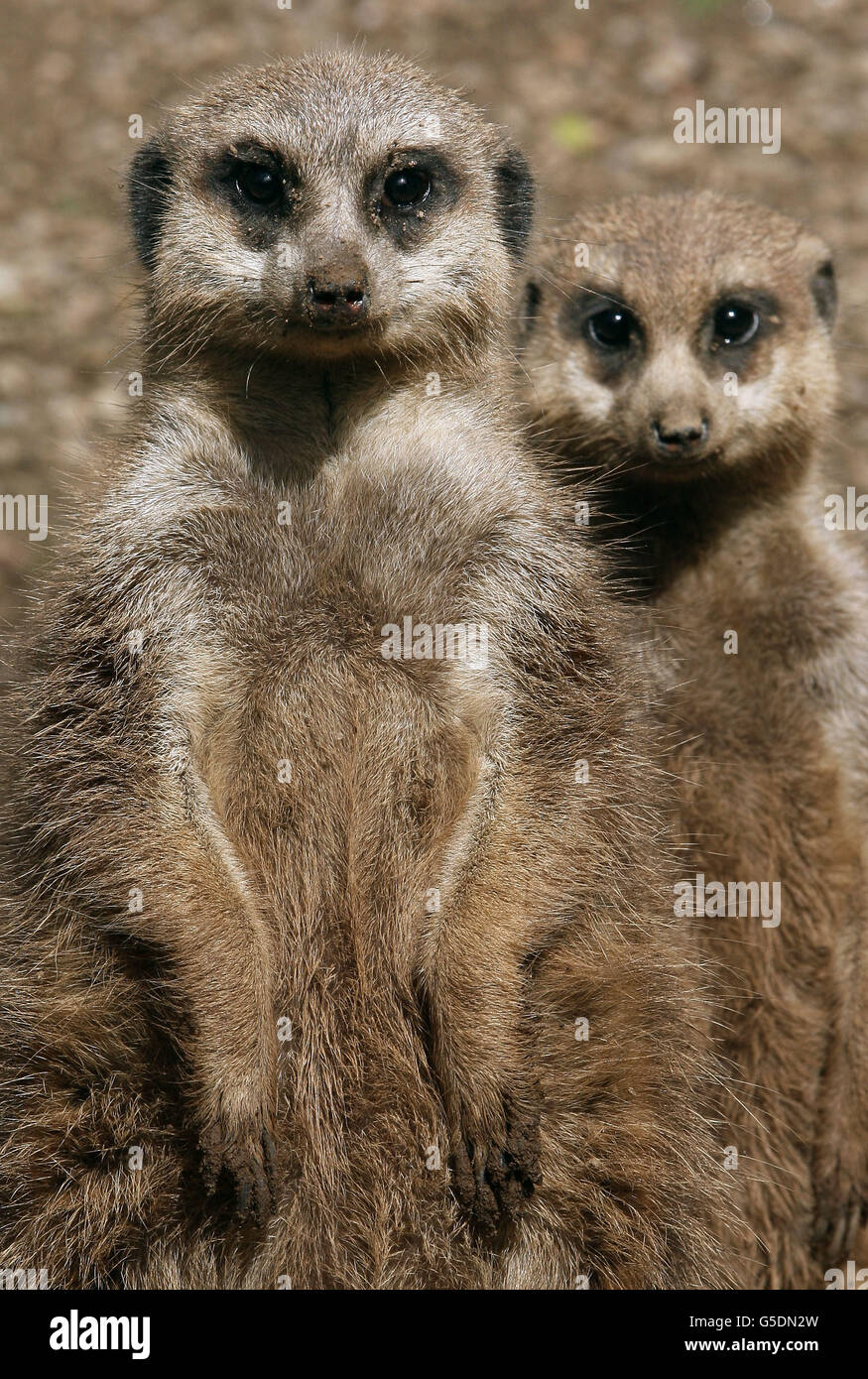 Meerkat experience hi-res stock photography and images - Alamy