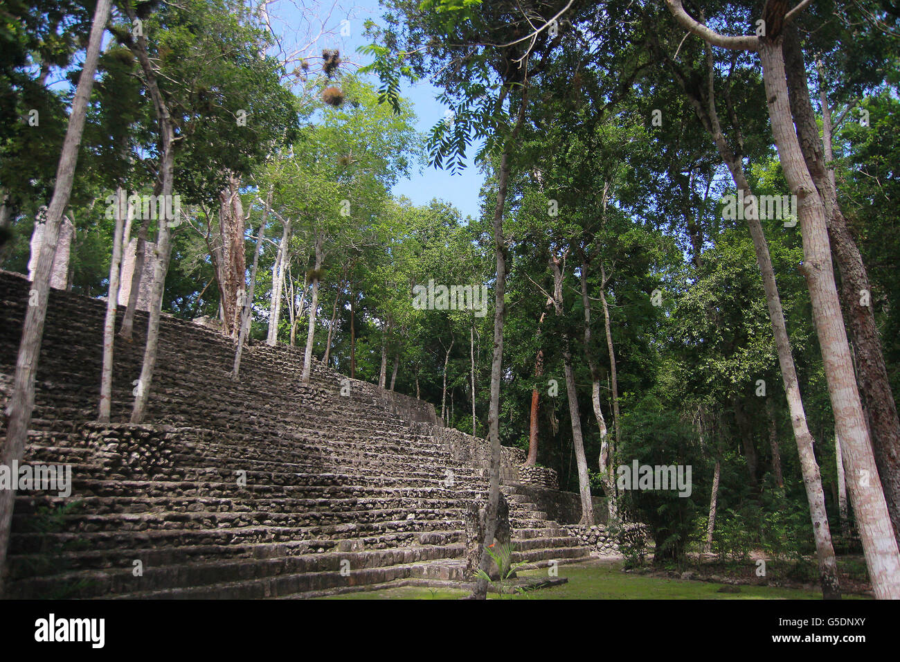 Ruins of the ancient Mayan city of Calakmul Stock Photo - Alamy