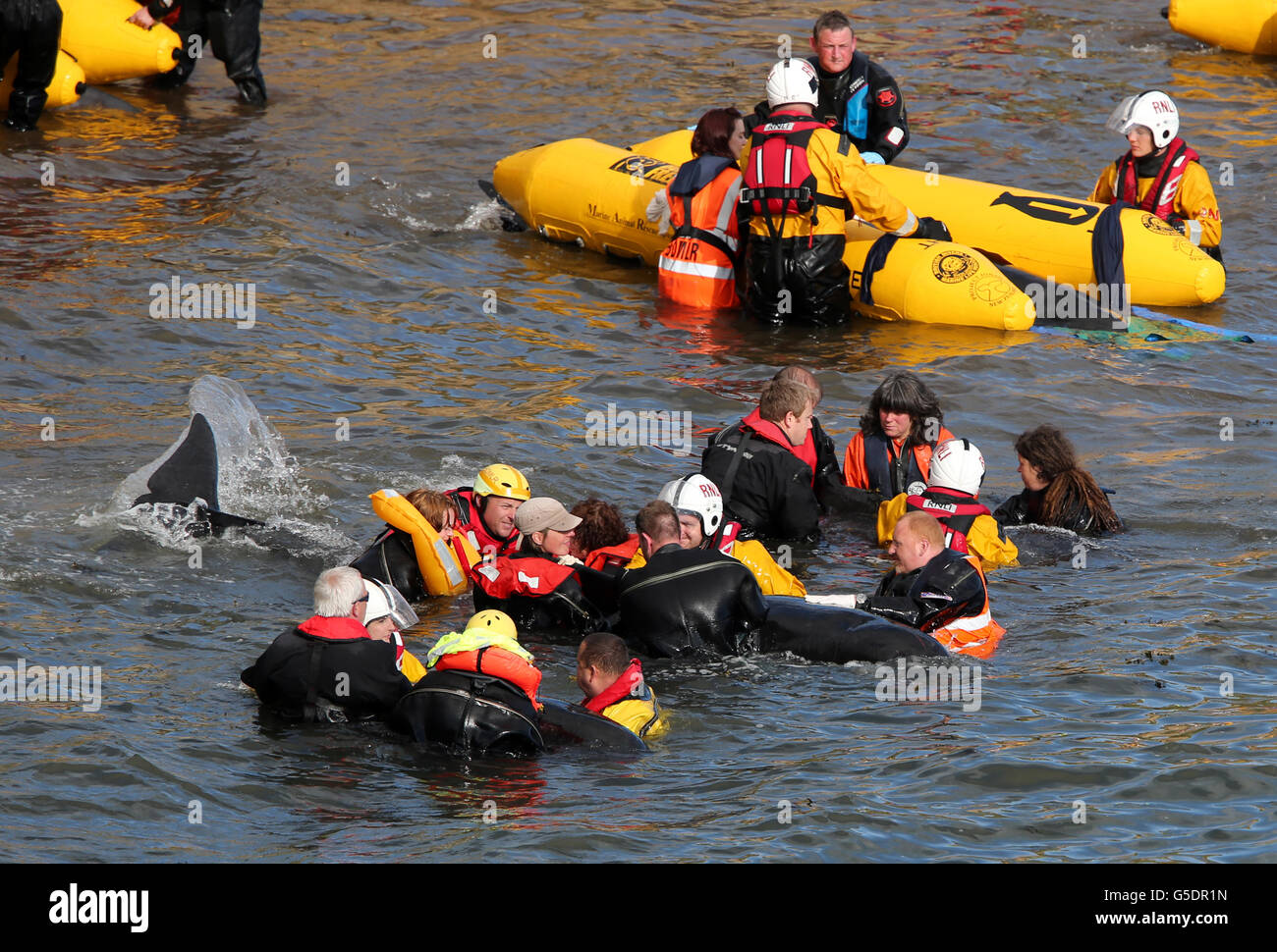 Mass stranding hi-res stock photography and images - Alamy
