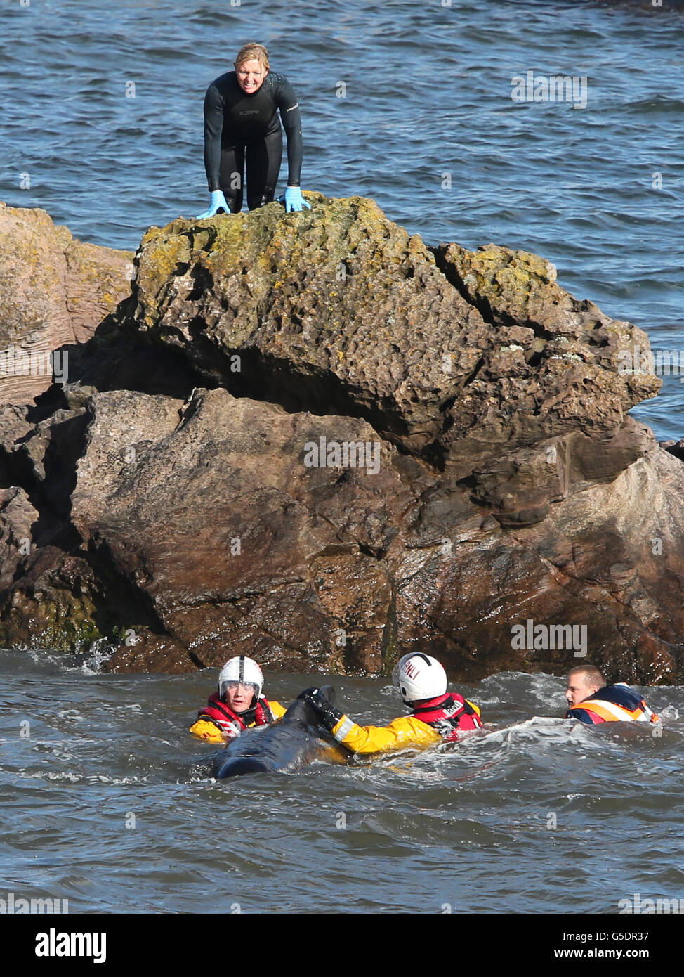 Mass stranding hi-res stock photography and images - Alamy