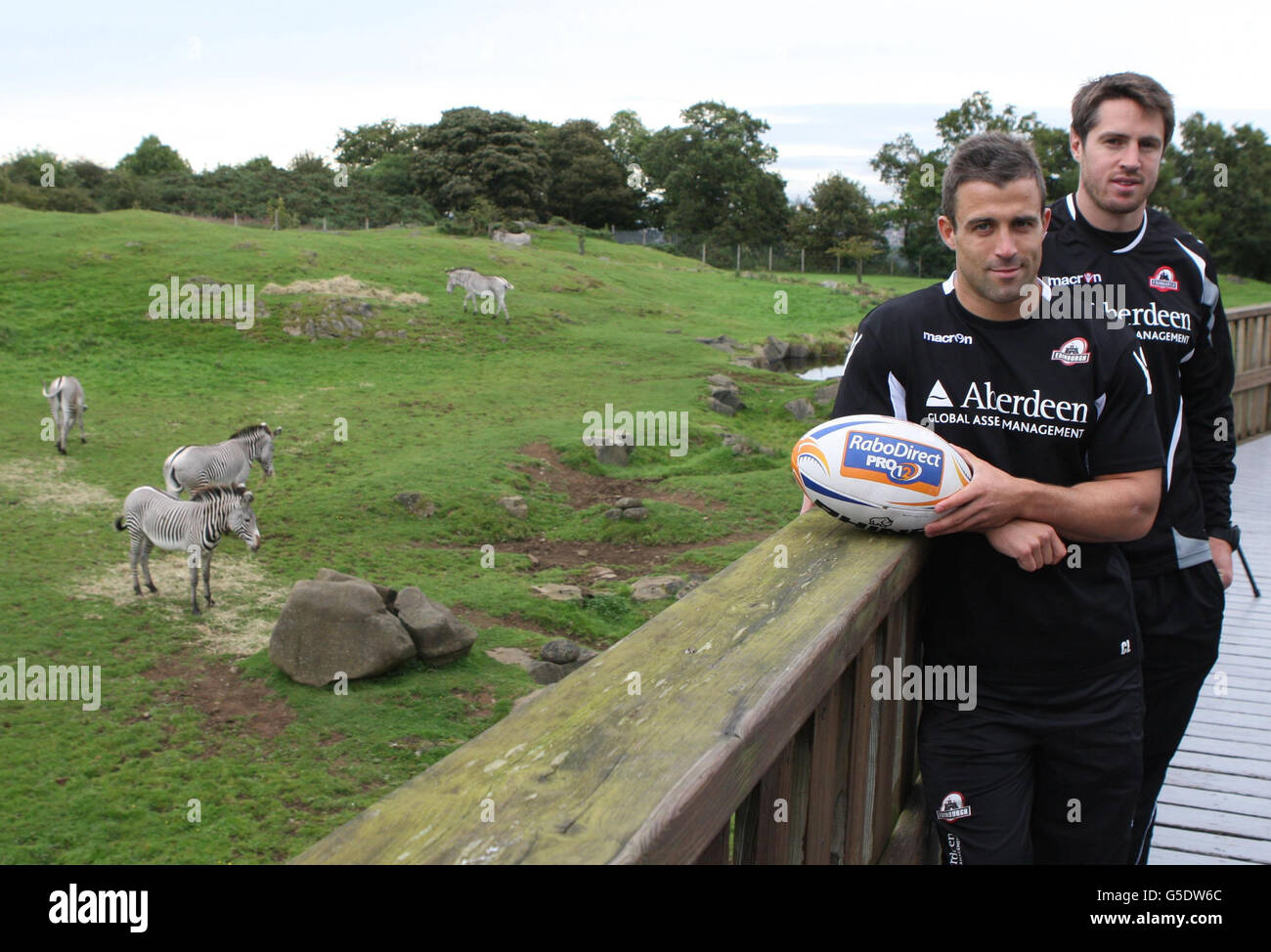Edinburgh zoo zebra hi-res stock photography and images - Alamy