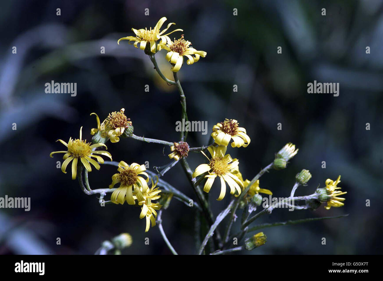 A rare Fen Ragwort plant - of which there was thought to be just one in ...