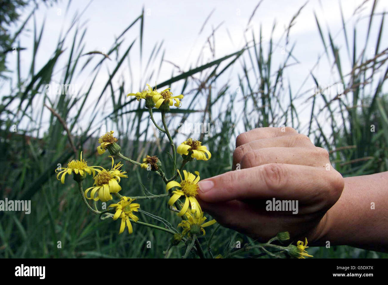 A rare Fen Ragwort plant - of which there was thought to be just one in ...