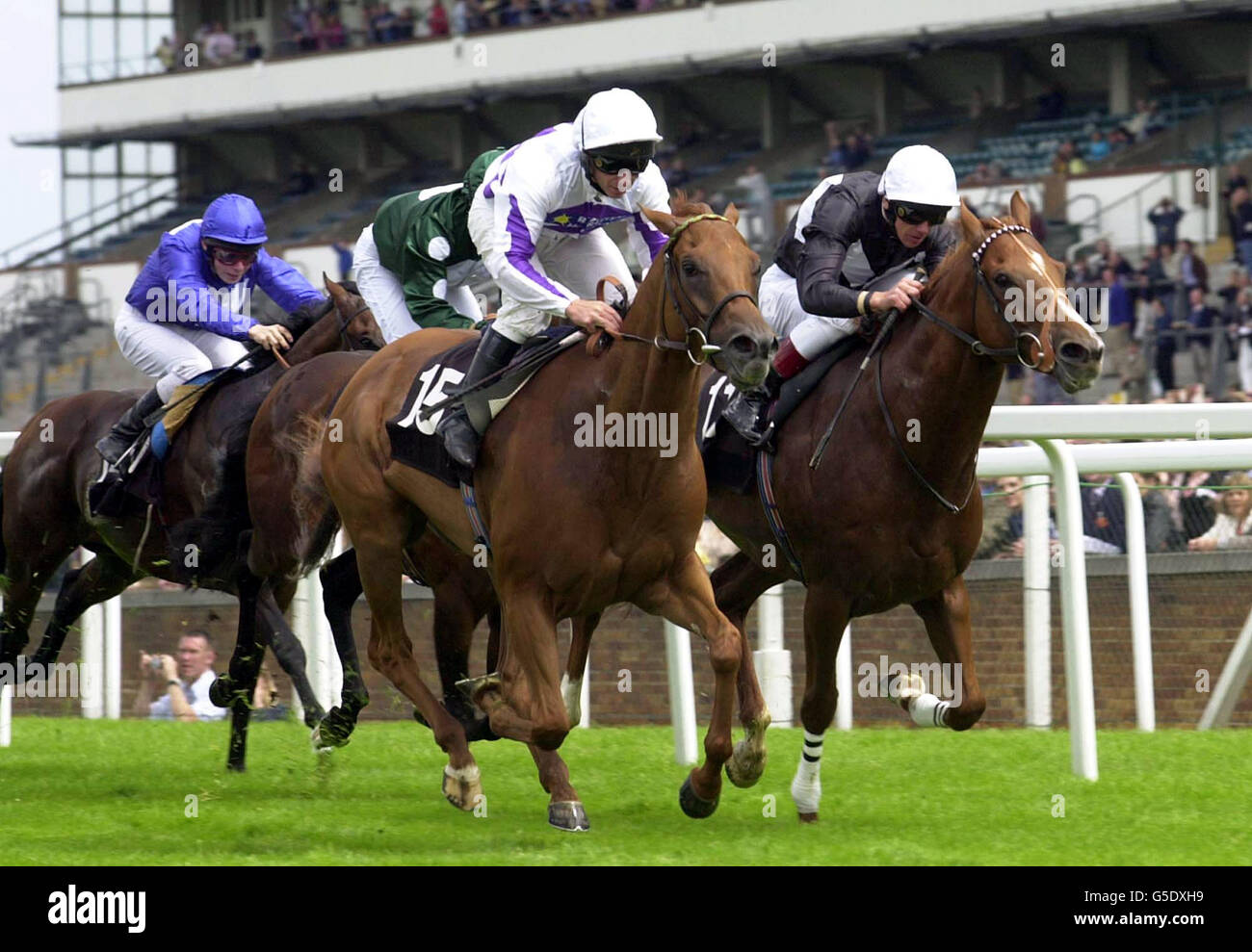 Ascot Corridor Creeper Stock Photo - Alamy