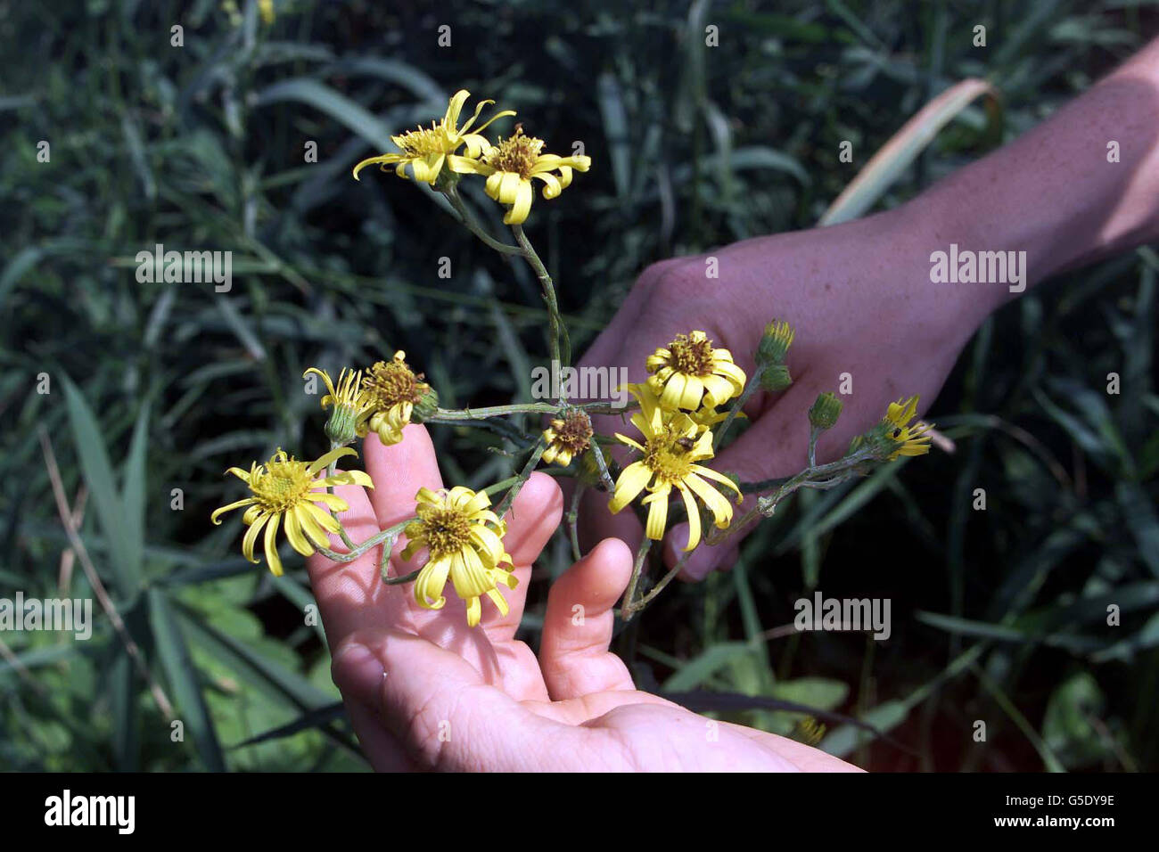 Rare Fen Ragwort Rare Ragwort plant Stock Photo - Alamy