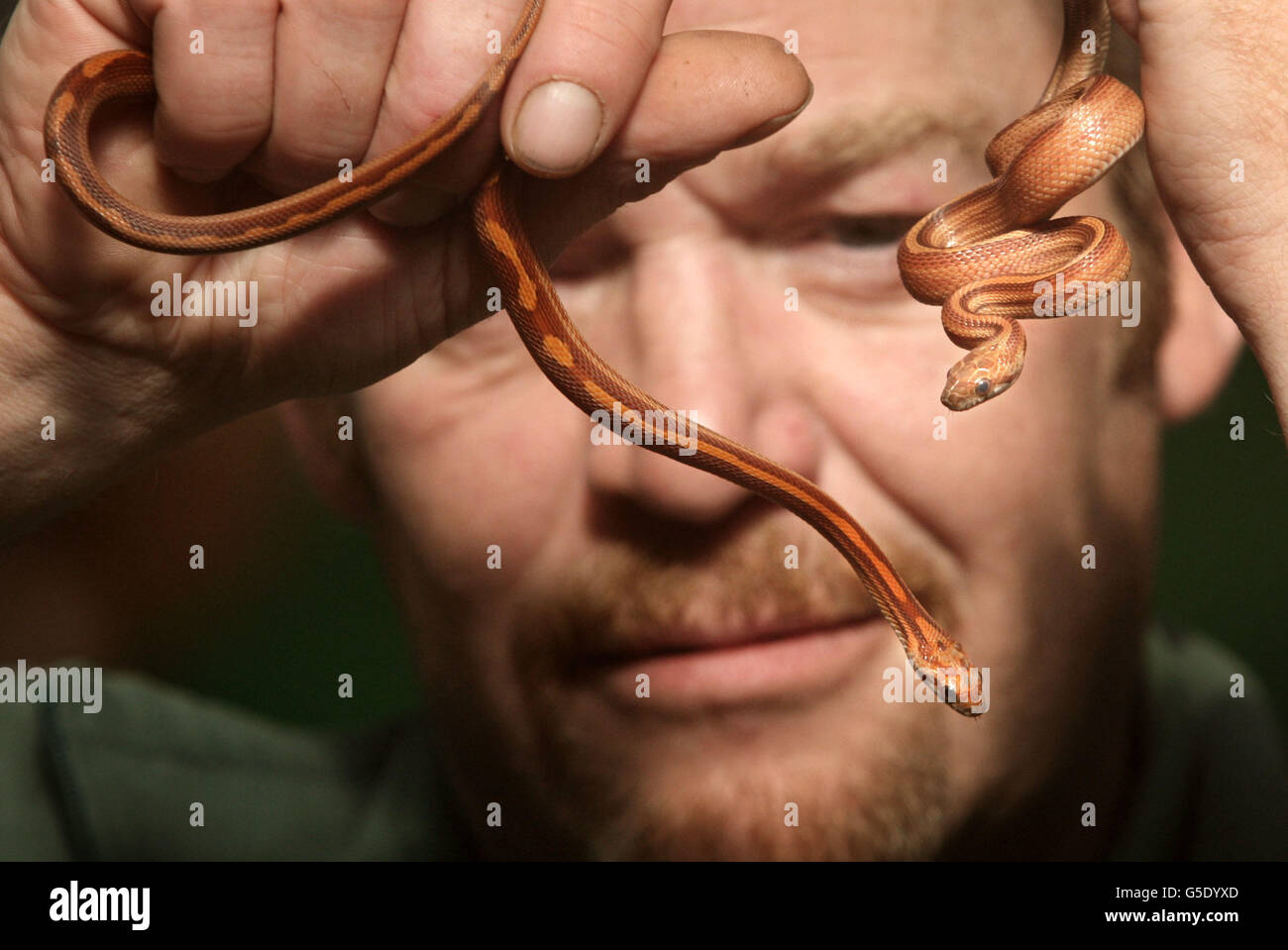 Snakes snakes staff hi-res stock photography and images - Alamy