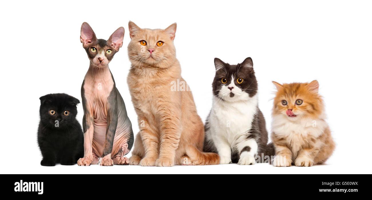 Group of cats in front of a white background Stock Photo - Alamy