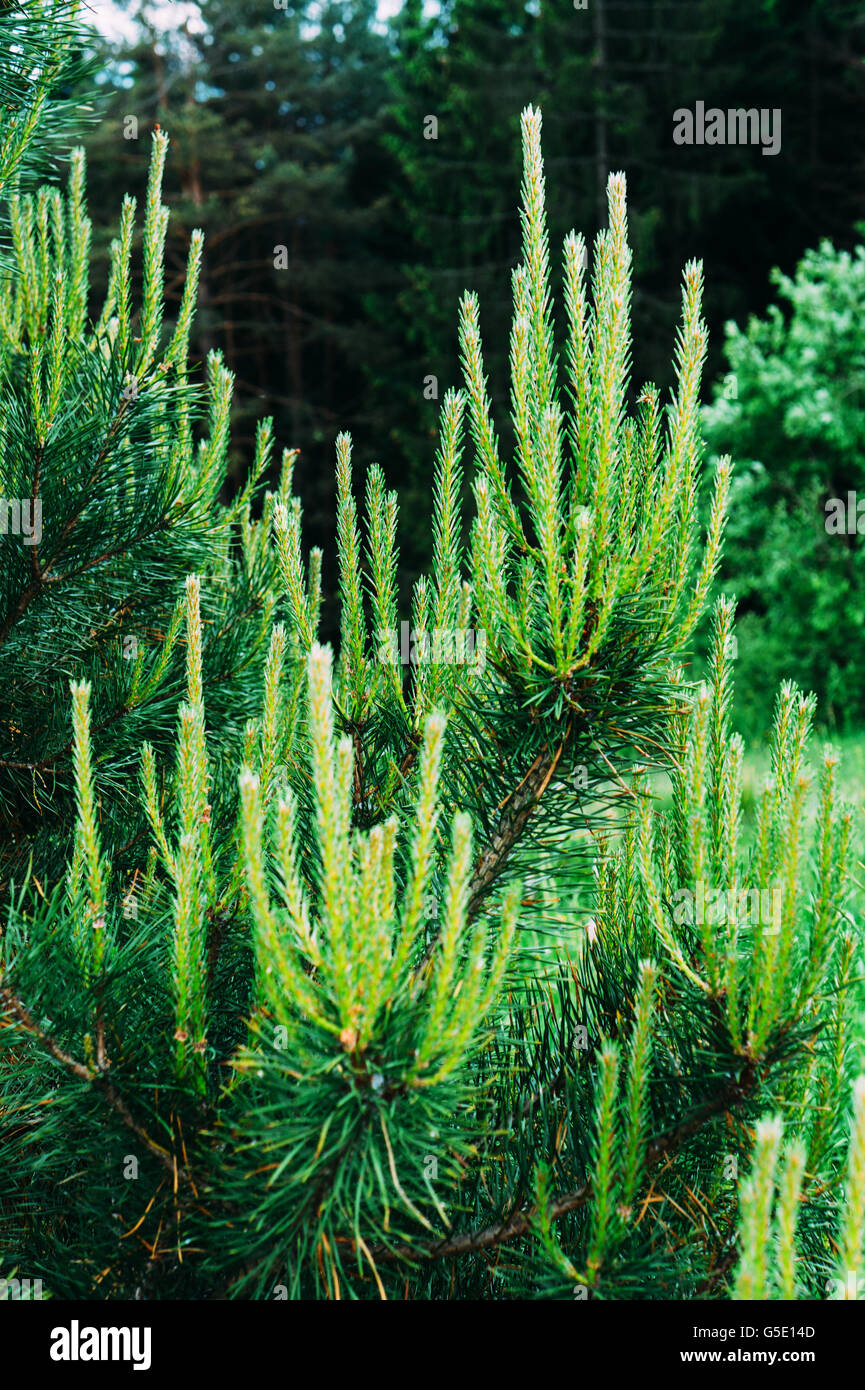 Horizontal nature spruce coniferous hi-res stock photography and images ...