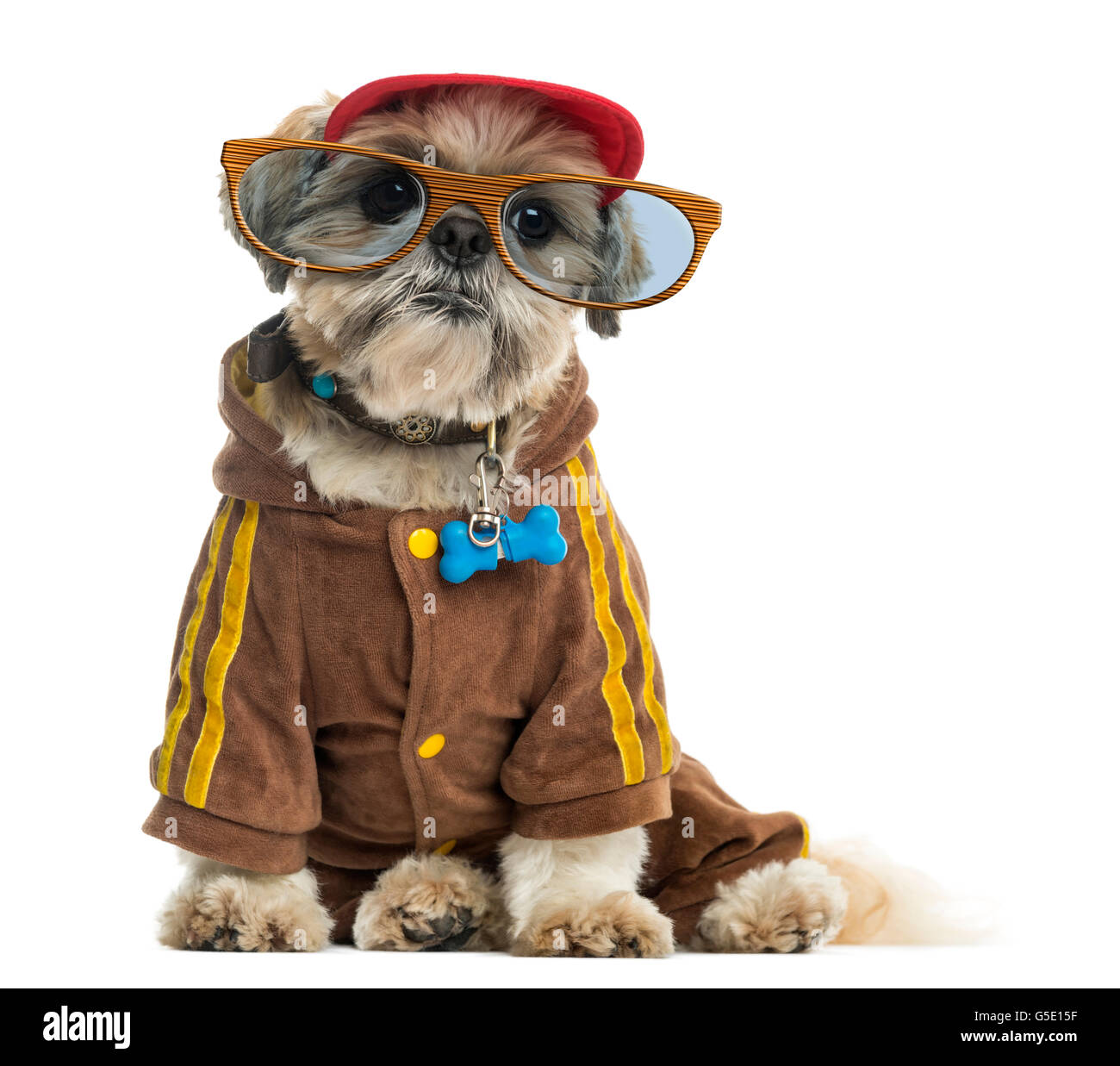 Dressed up Shih tzu with a cap and wearing glasses, sitting, isolated ...