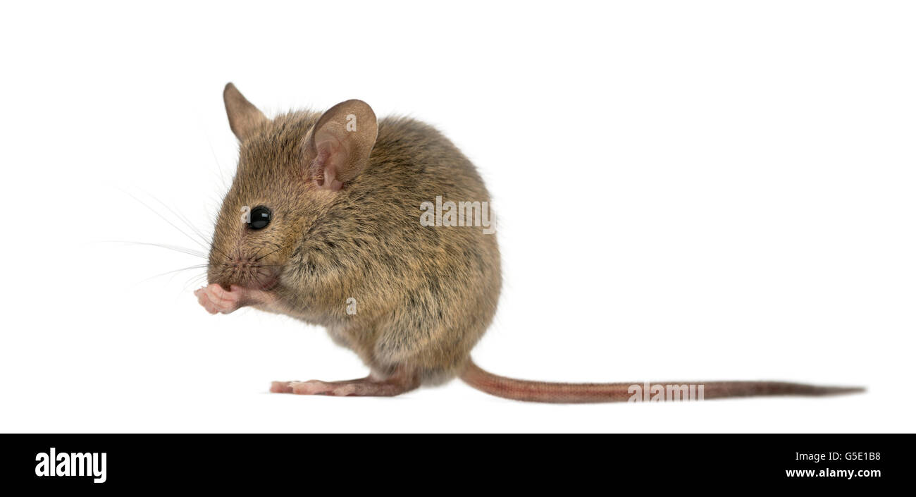 Mouse cleaning hi-res stock photography and images - Alamy