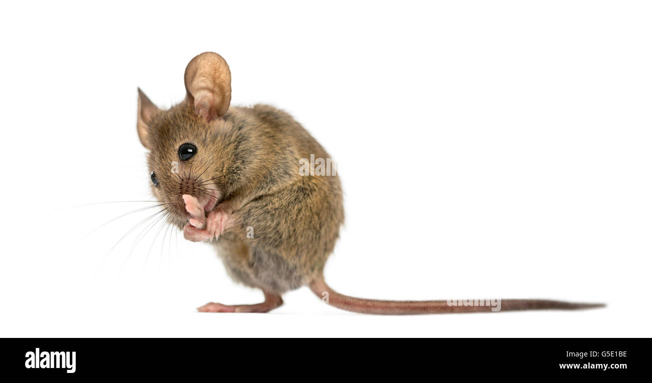 Mouse cleaning hi-res stock photography and images - Alamy