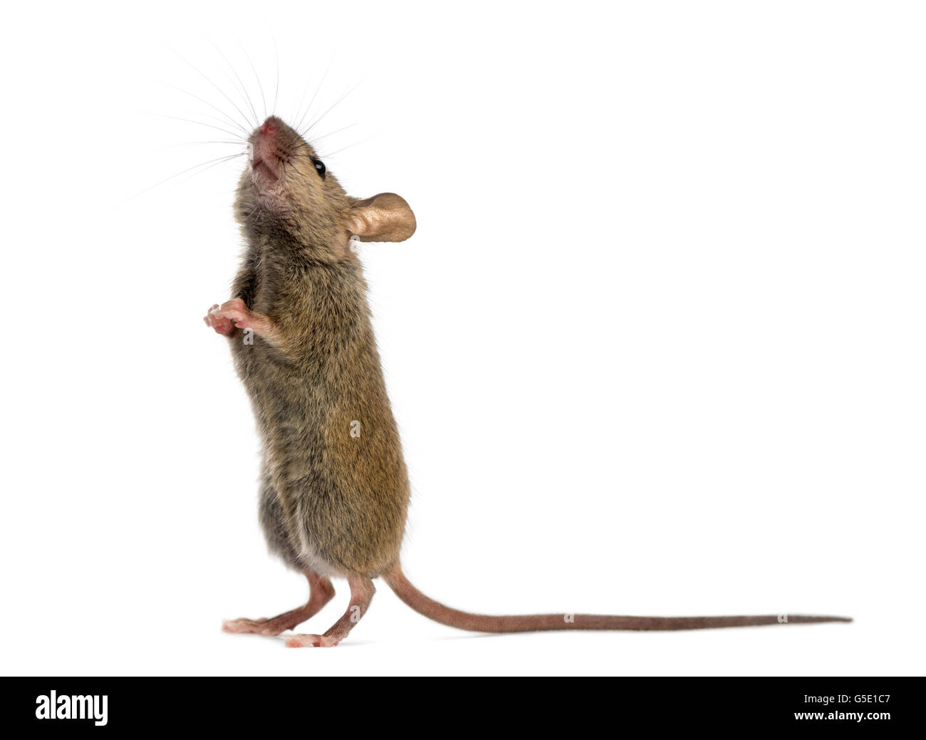 Wood mouse looking up in front of a white background Stock Photo - Alamy