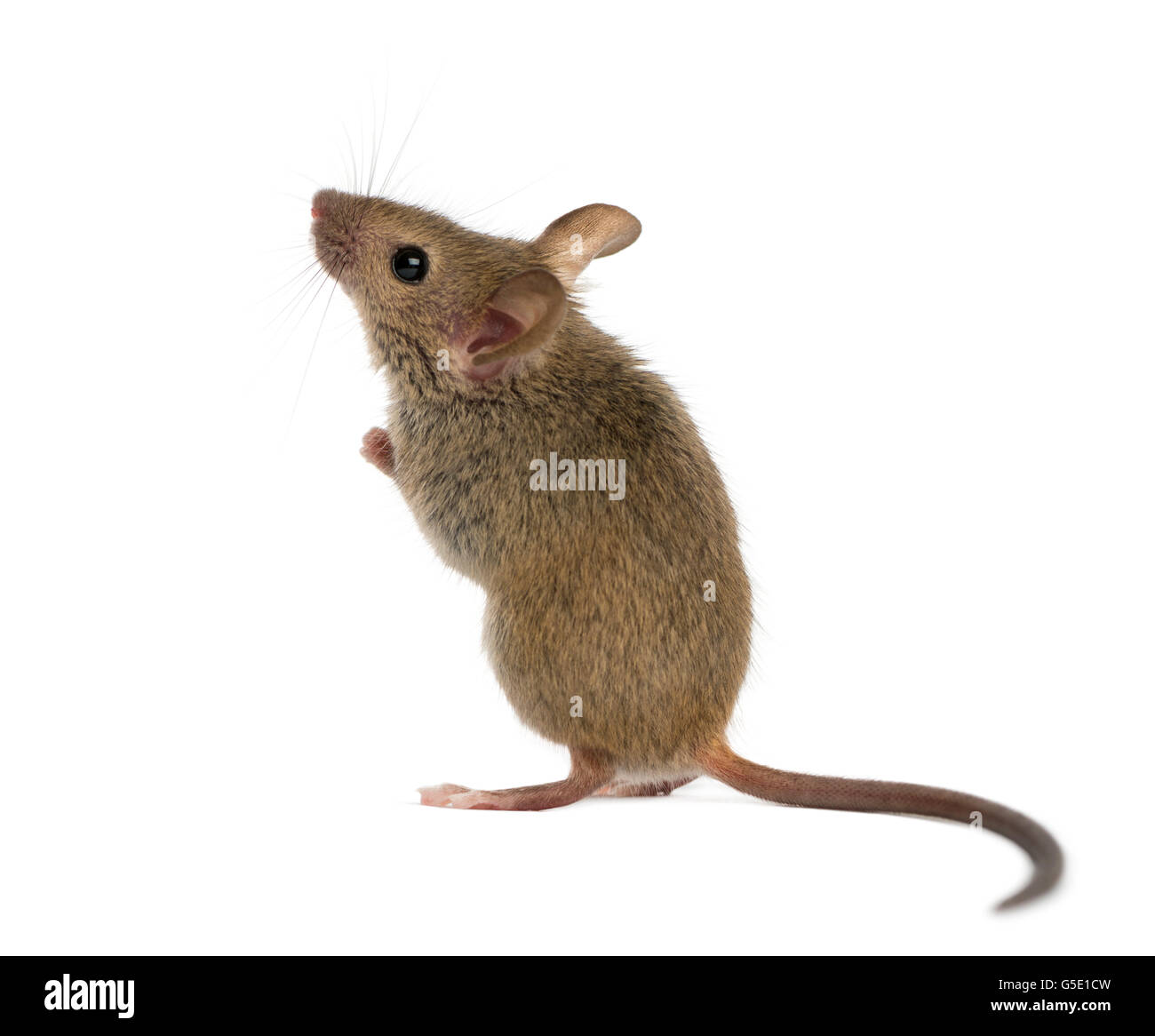 Wood mouse looking up in front of a white background Stock Photo - Alamy
