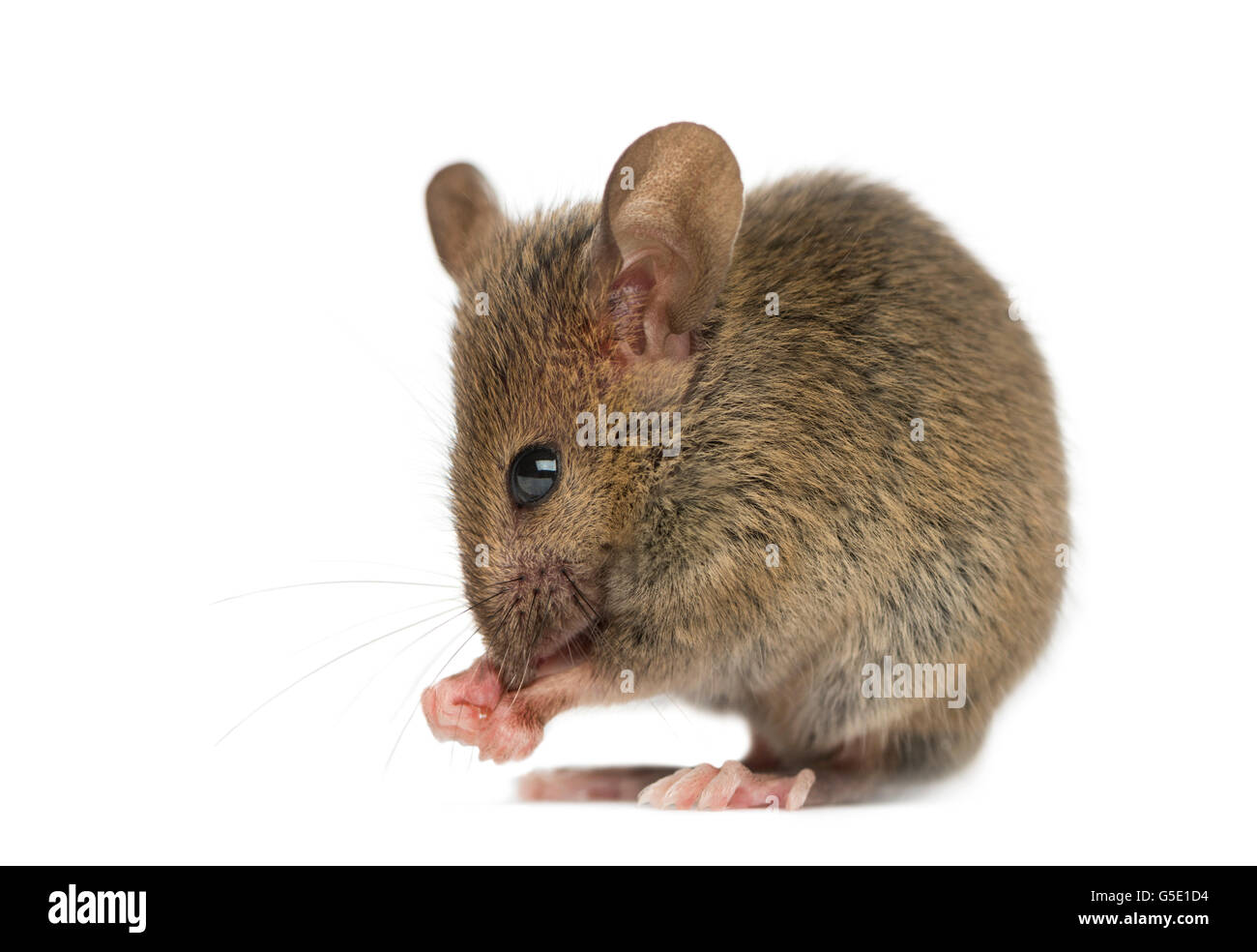 Mouse cleaning hi-res stock photography and images - Alamy