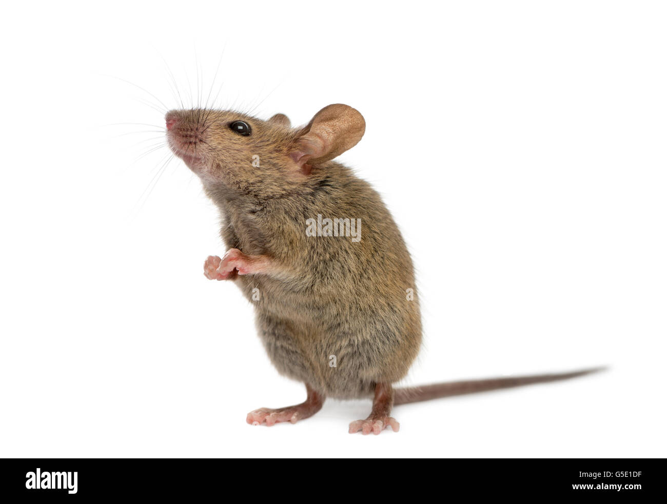 Wood mouse looking up in front of a white background Stock Photo - Alamy