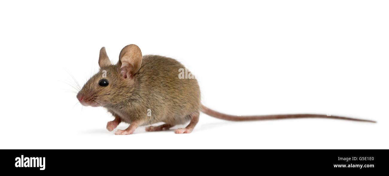 Wood mouse in front of a white background Stock Photo - Alamy