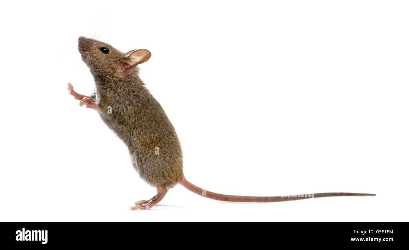 Wood mouse looking up in front of a white background Stock Photo - Alamy