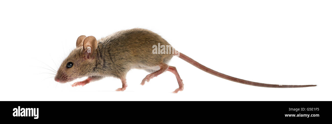Wood mouse in front of a white background Stock Photo - Alamy