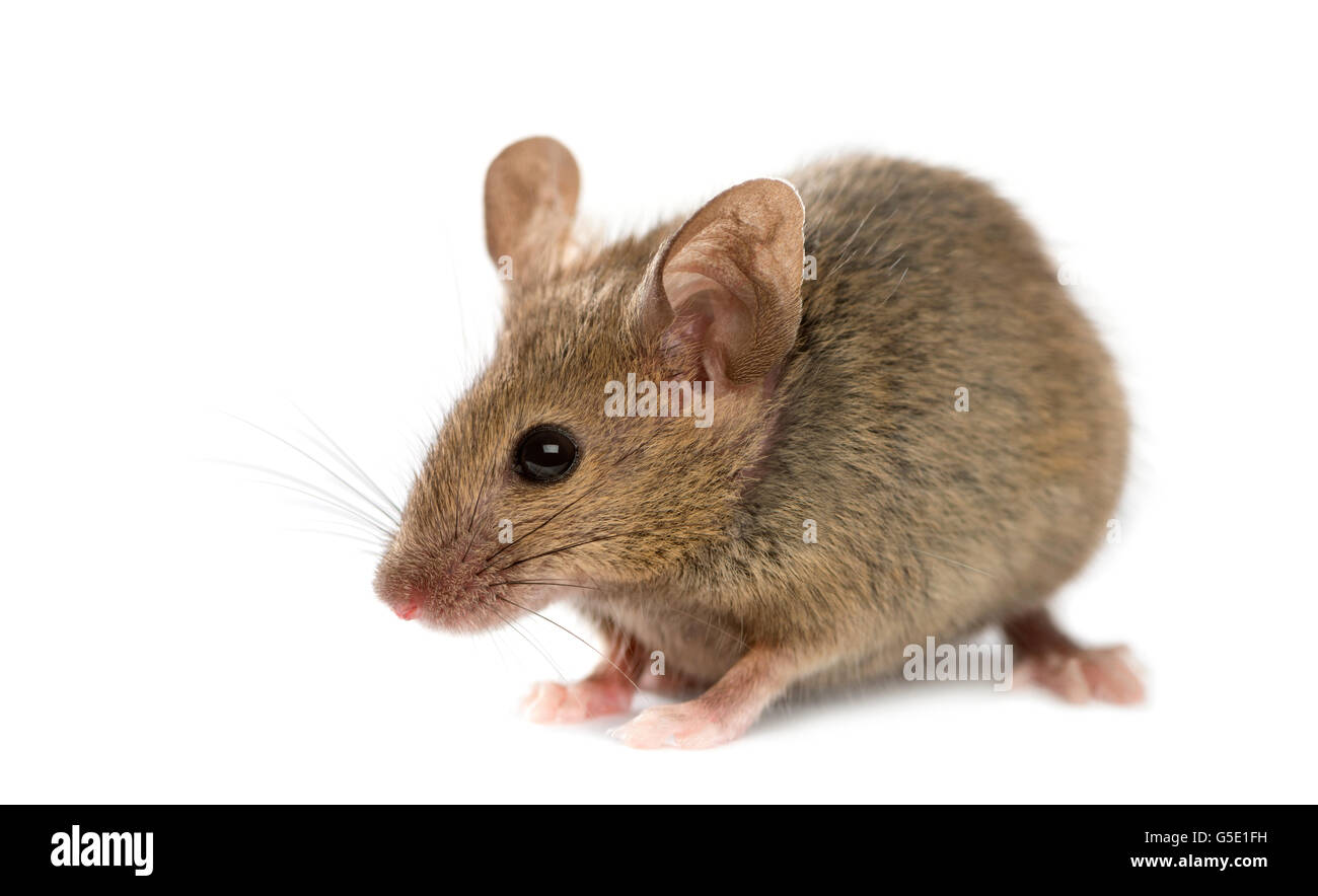 Wood mouse in front of a white background Stock Photo - Alamy