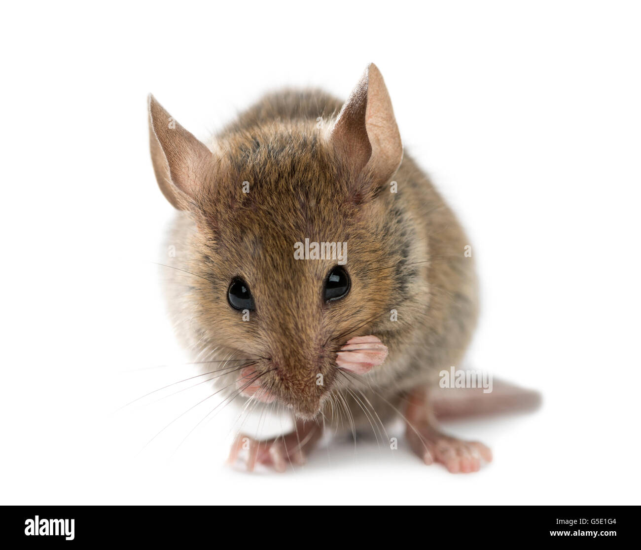 Wood mouse cleaning itself in front of a white background Stock Photo ...