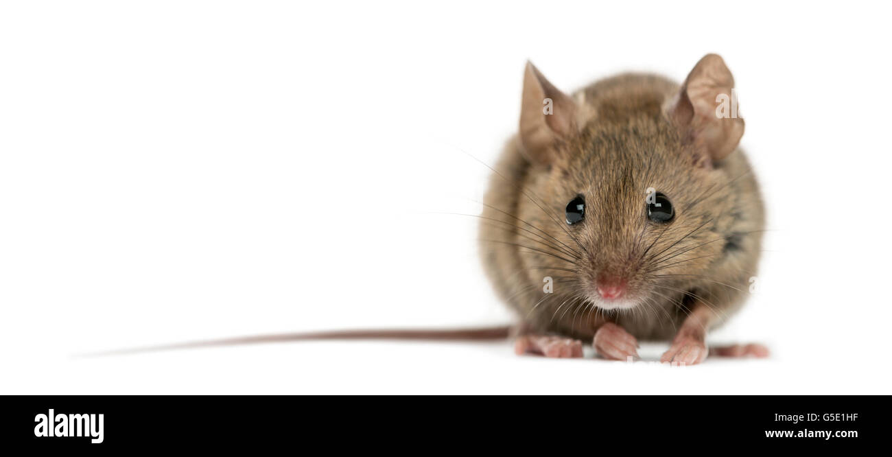 Wood mouse in front of a white background Stock Photo - Alamy