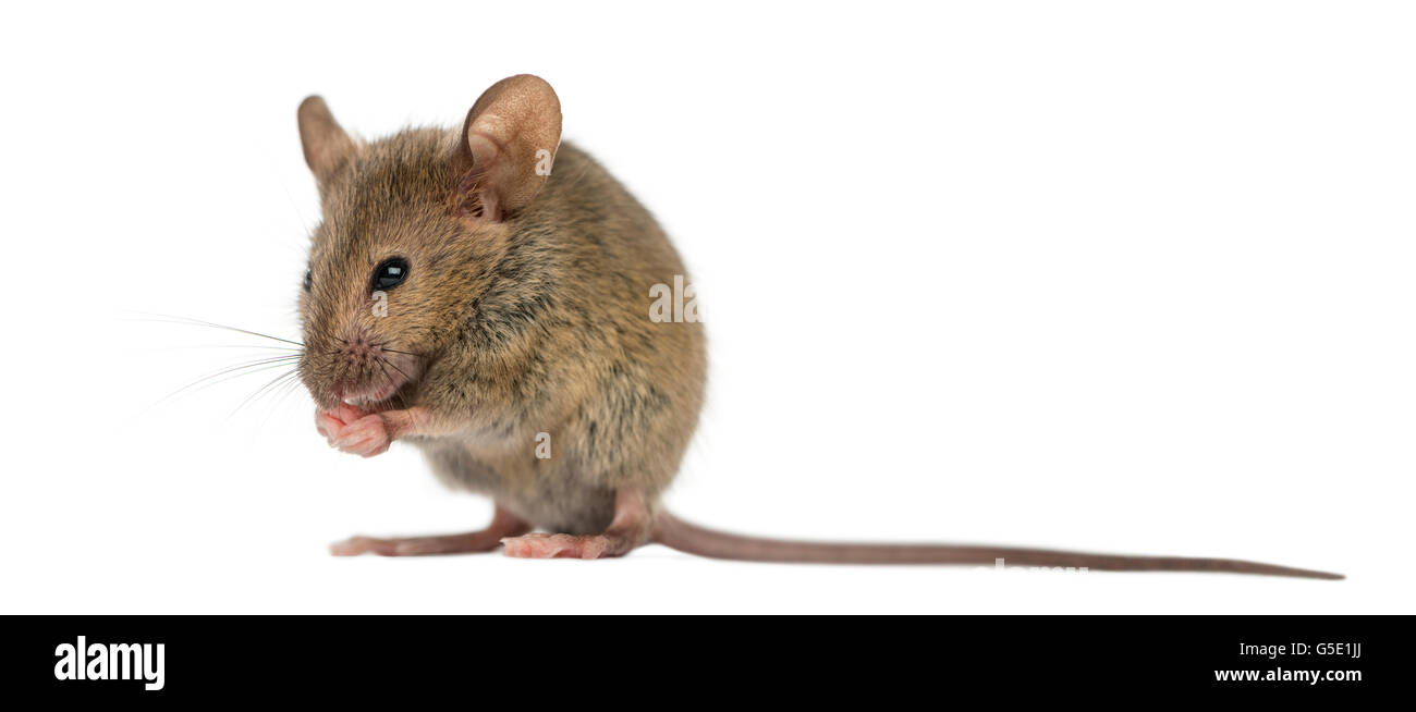 Wood mouse cleaning itself in front of a white background Stock Photo ...
