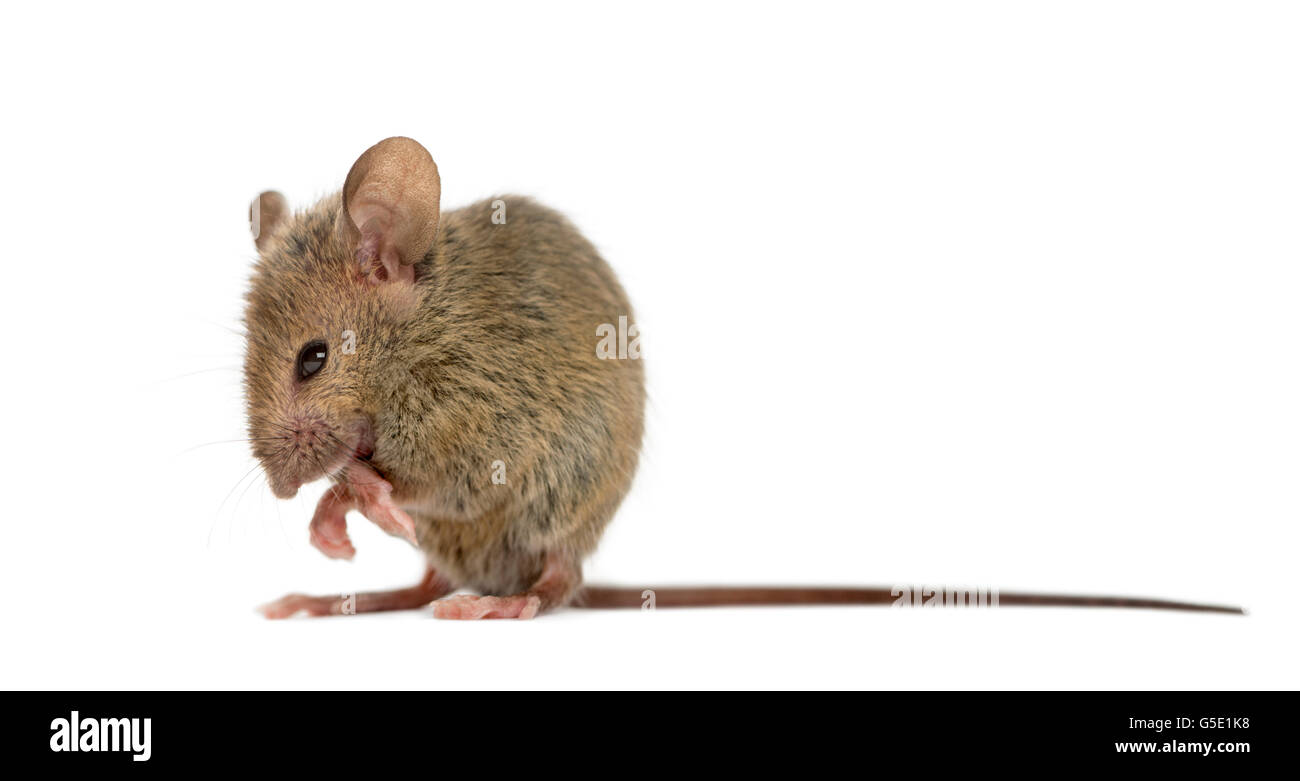 Wood mouse cleaning itself in front of a white background Stock Photo ...