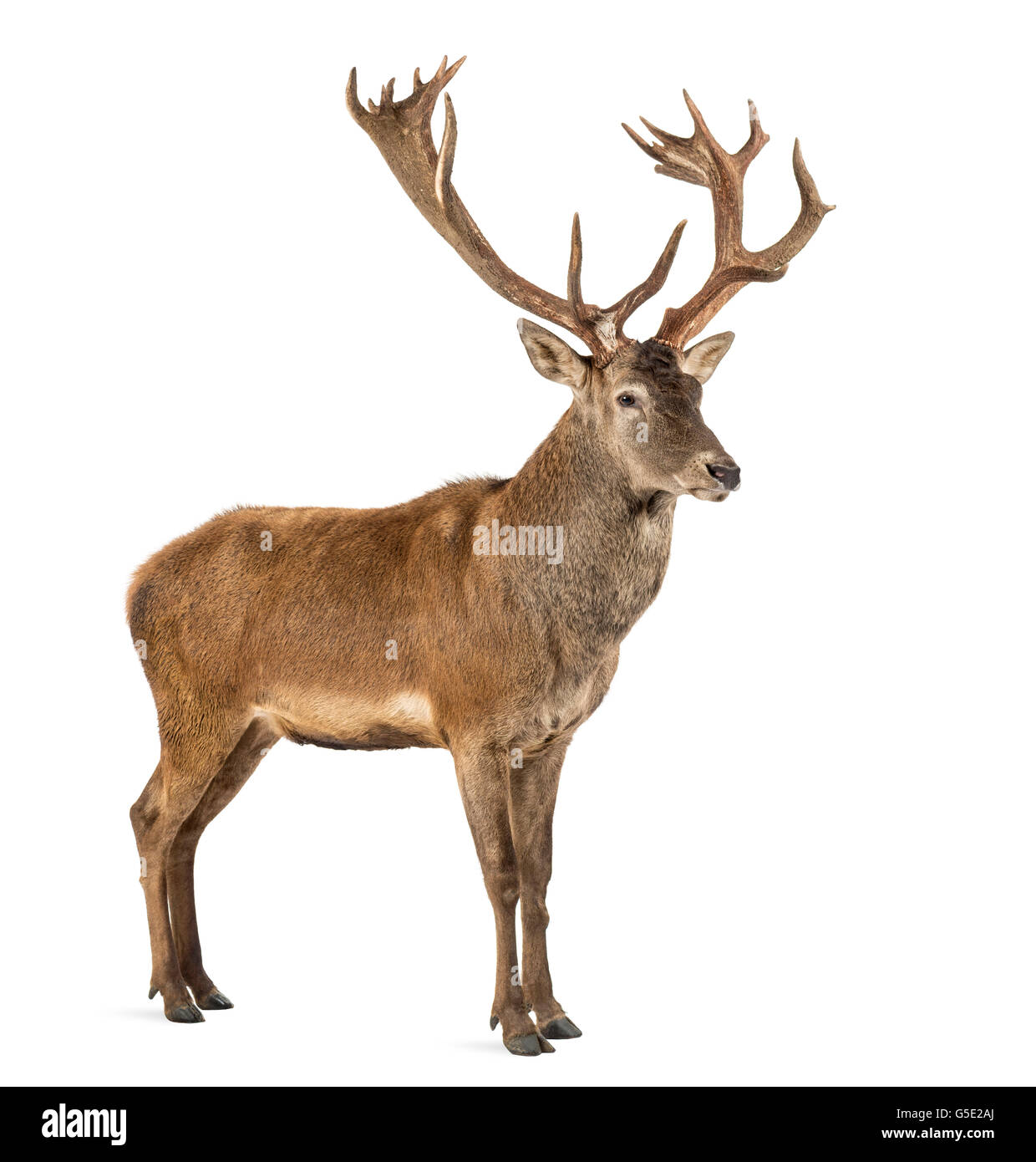 Red deer stag in front of a white background Stock Photo - Alamy