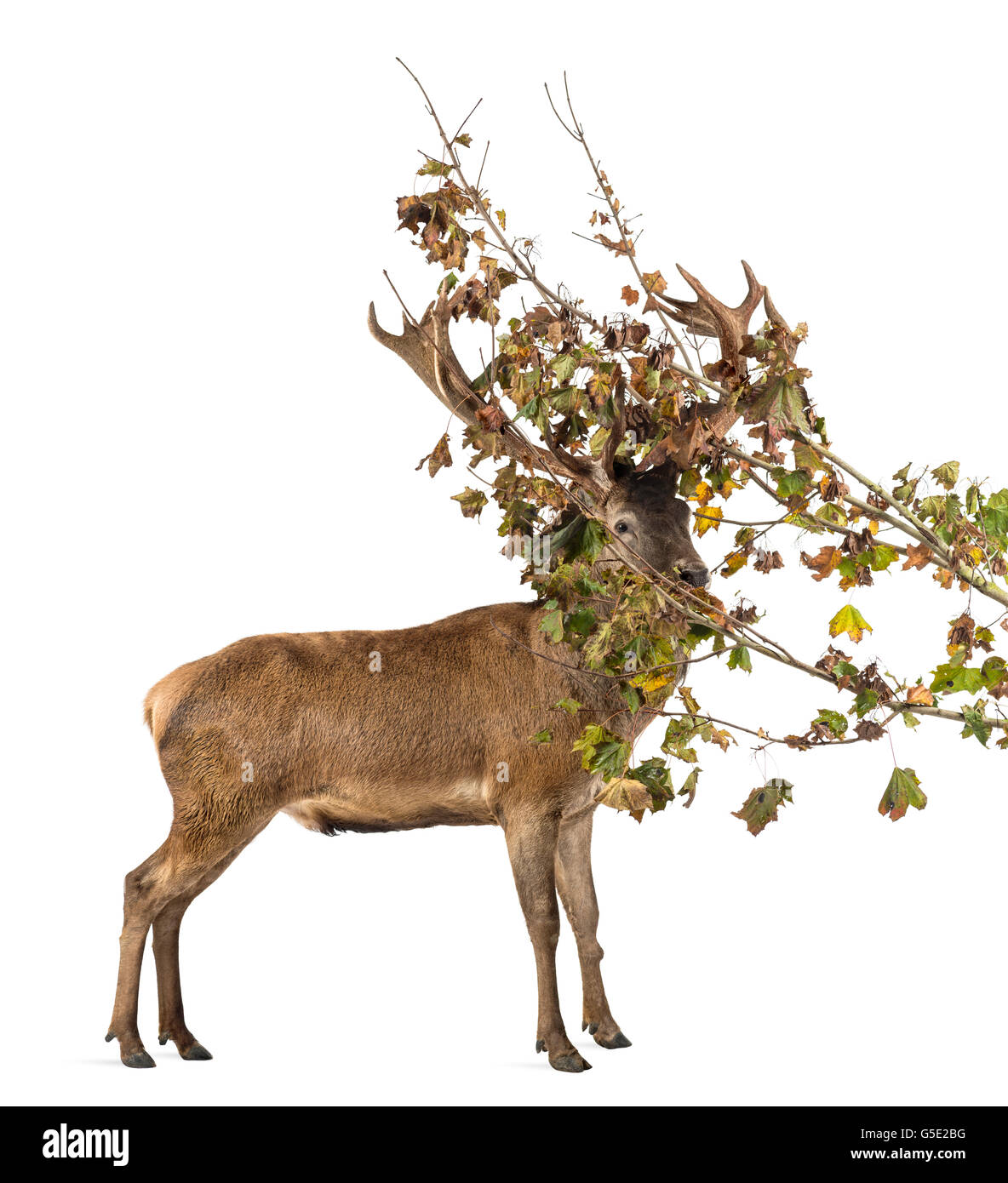 Red deer stag in branchs in front of a white background Stock Photo - Alamy